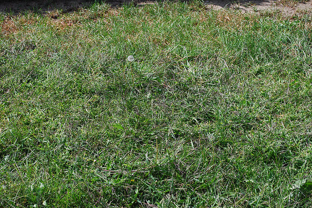 Signs your grass may be malnourished | Proctors NPK